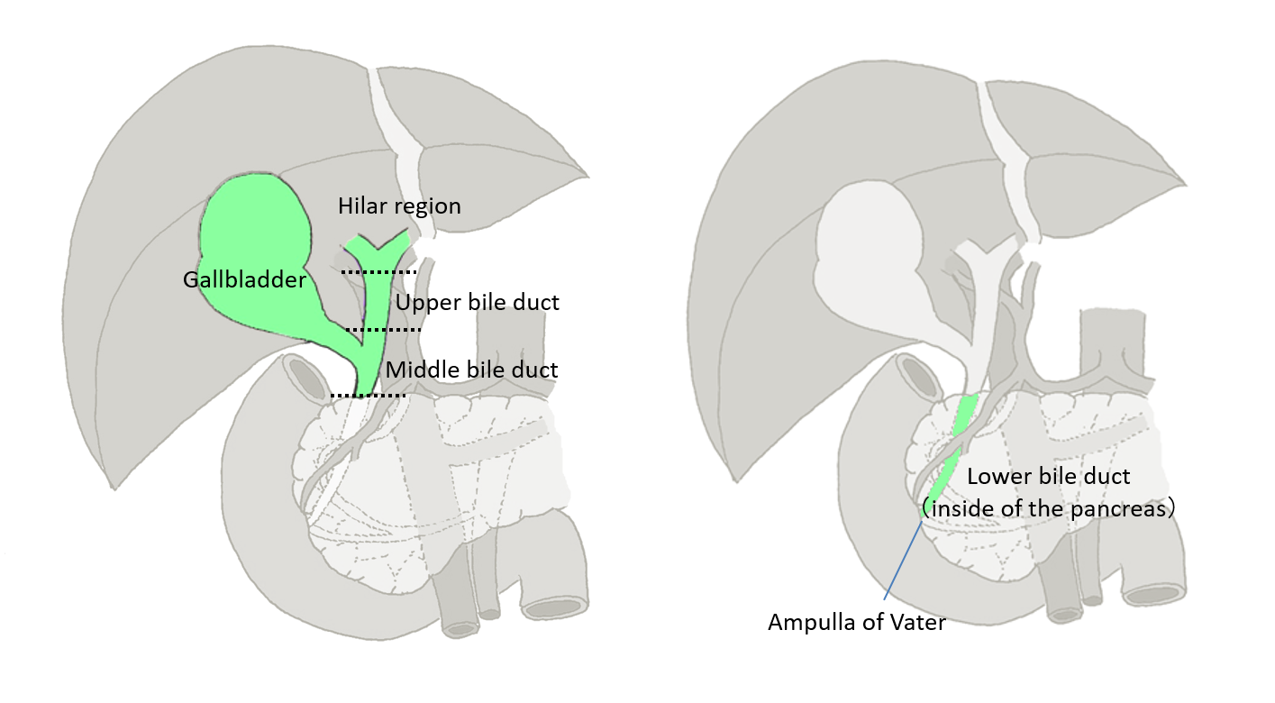 Treatment options for hepatobiliary cancers | Junichi Shindoh, MD, PhD